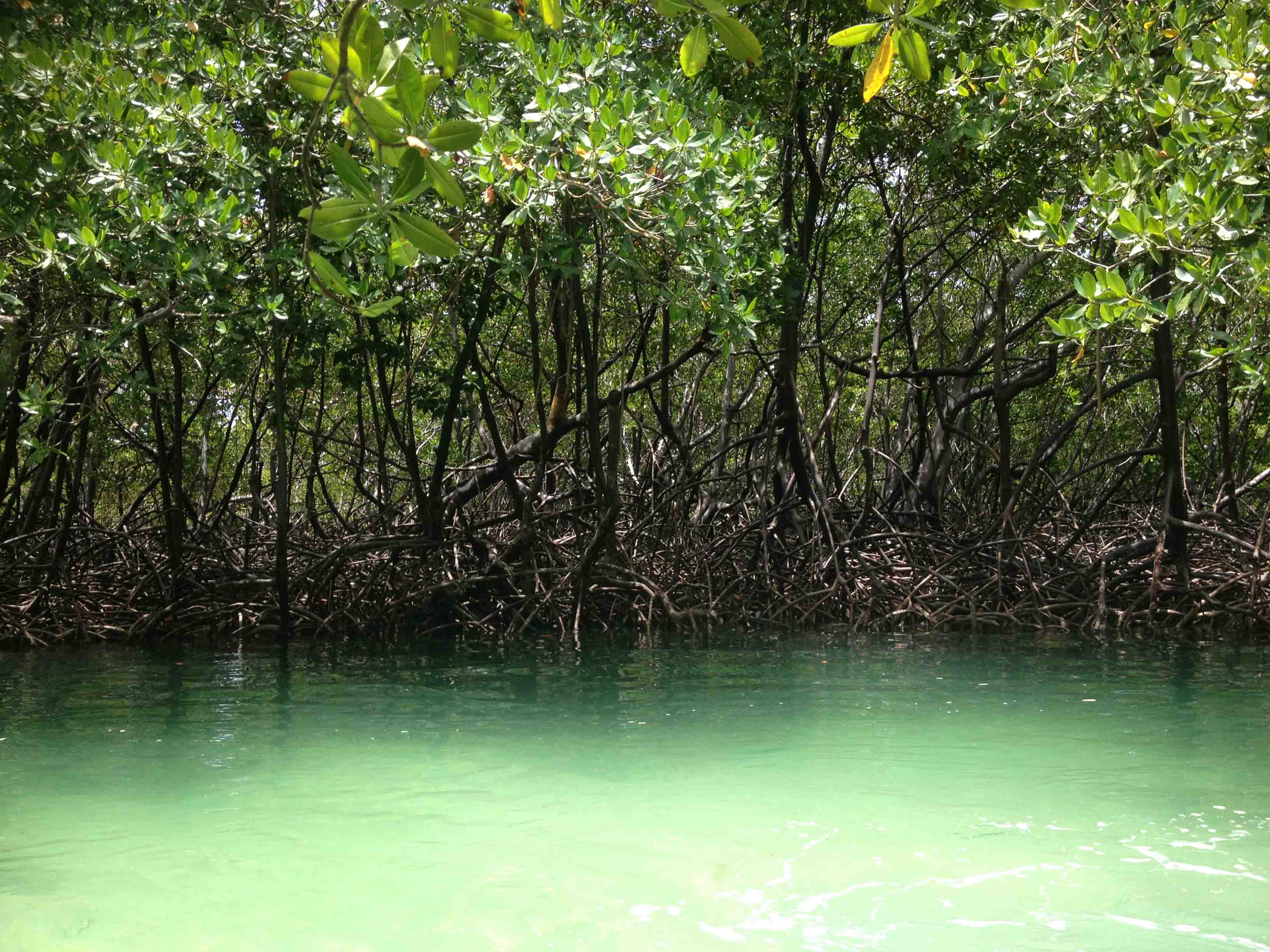 MANGROVE FOREST - MONKEY ISLAND